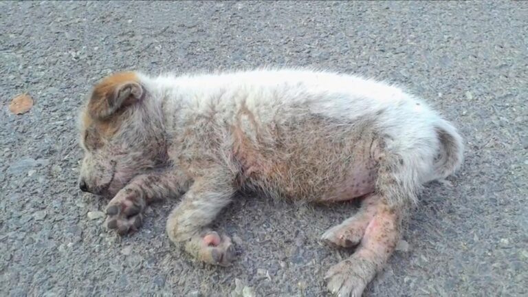 Starving Puppy Lying in Middle of Road Dodges Death and Finds ...