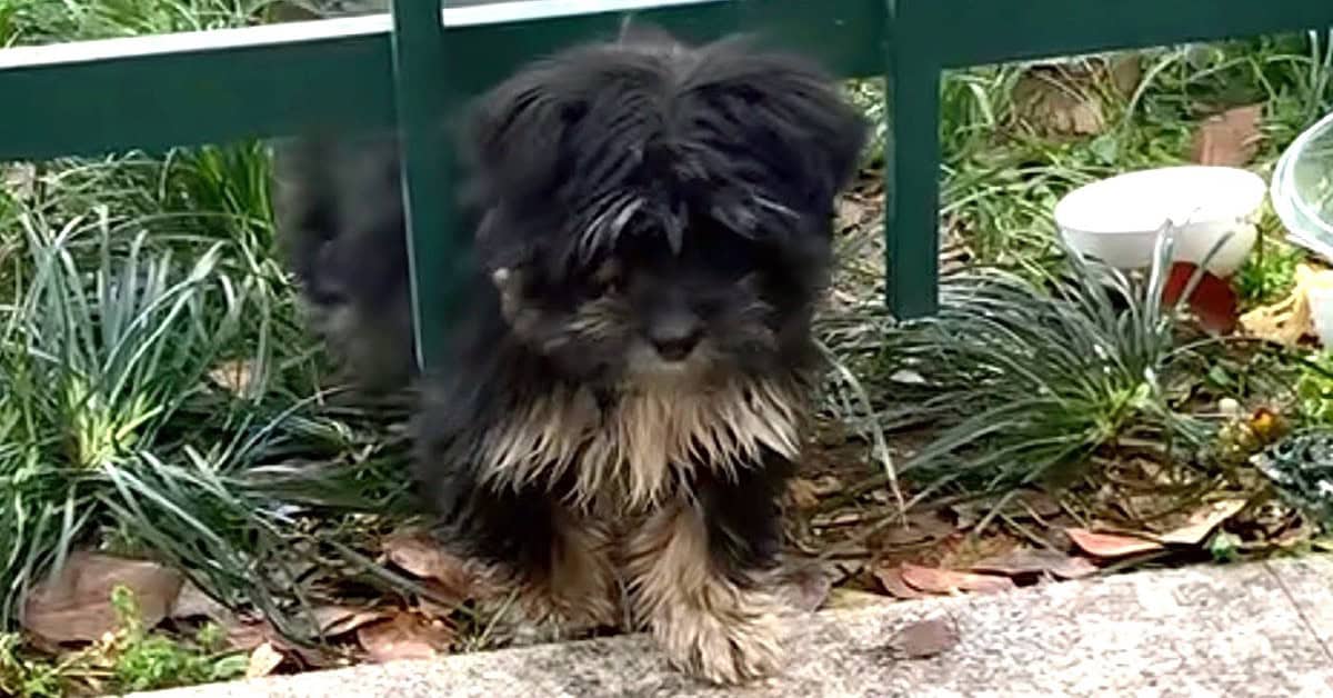 Four-Month-Old Stray Trades Her Muddy Den for a Loving Forever Home and ...