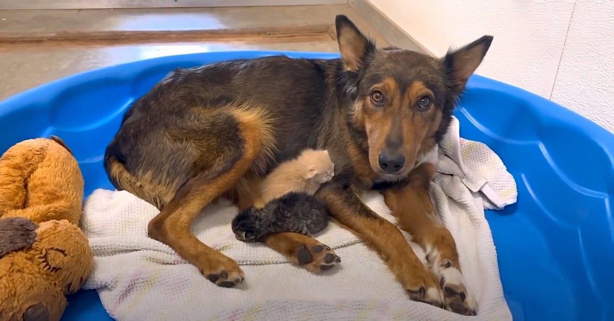 Heartbroken Mama Dog Finds Joy Again After Adopting Three Tiny Orphaned ...