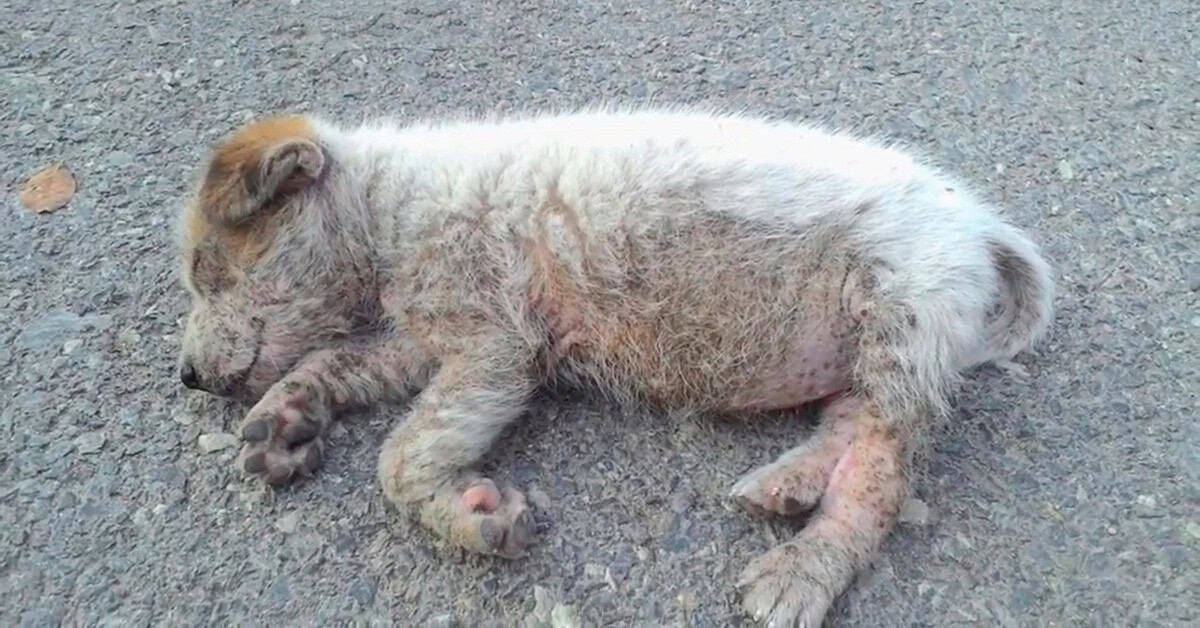Starving Puppy Lying in Middle of Road Dodges Death and Finds ...