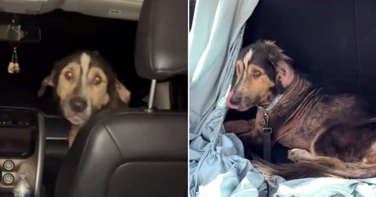 Lovable Stray Dog Jumps Into the Car of His Chosen Family and Doesn’t ...