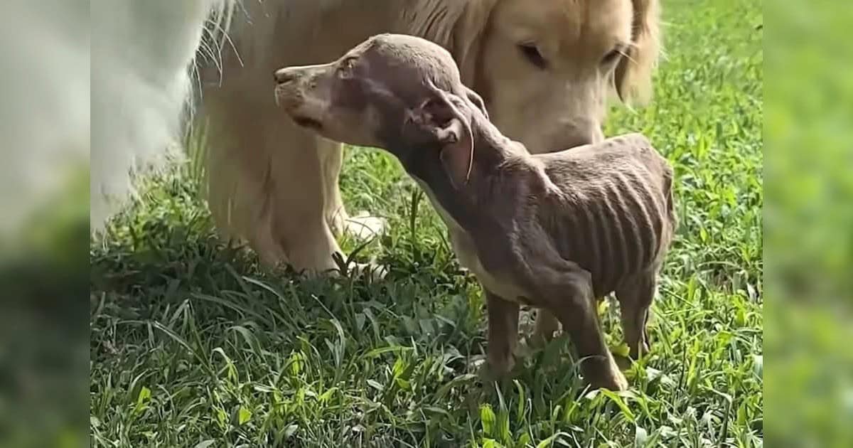 Abandoned Puppy Heals with Hope in Golden Retriever's Gentle Embrace at ...