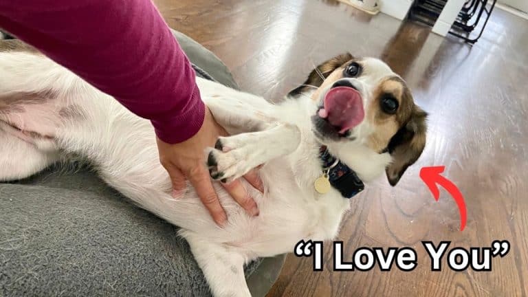 22 Ways Your Dog Is Secretly Saying "I Love You" Every Day